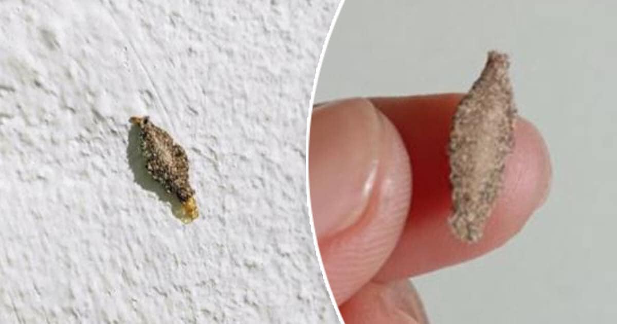 This is the Kamitetep, a Species of Moth (Phereoca Uterella ) that ...