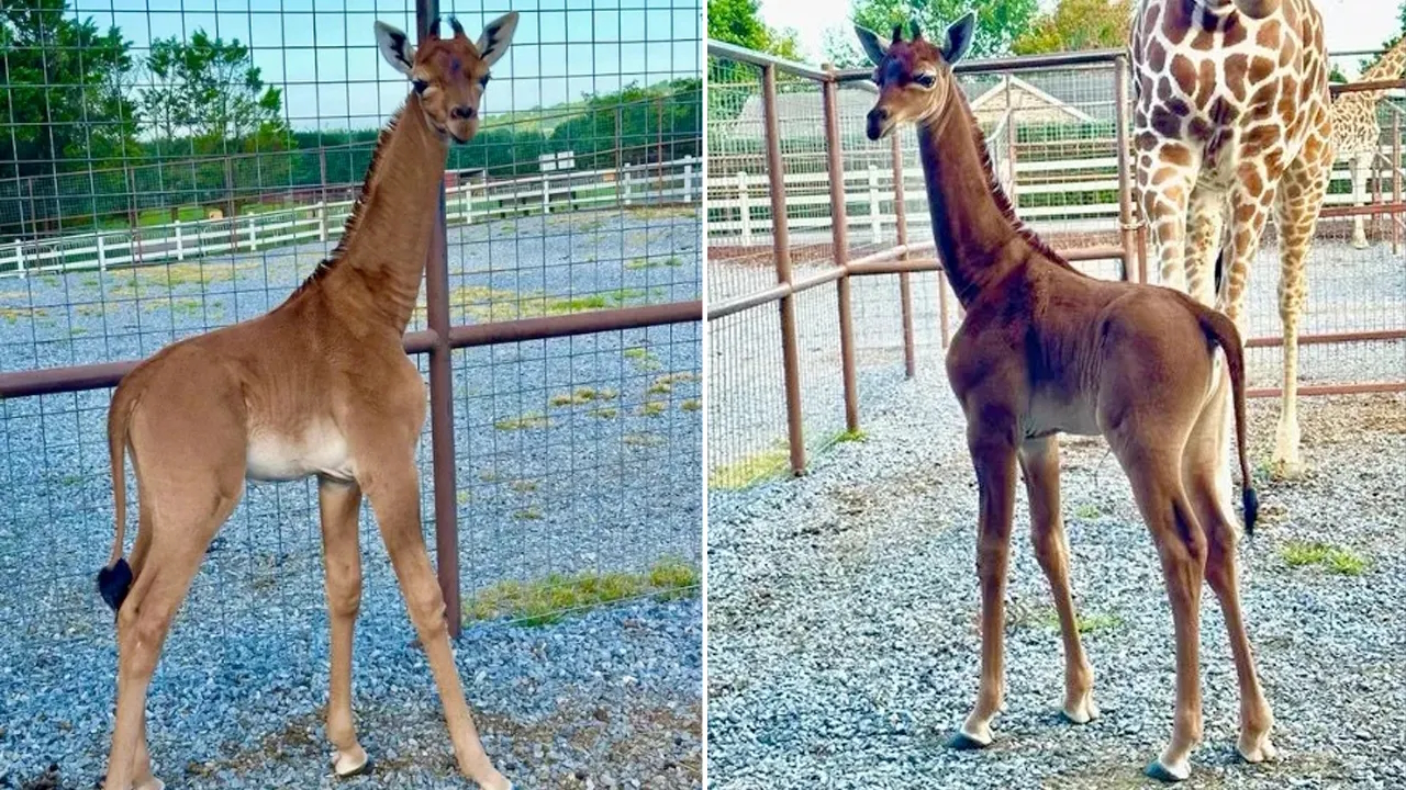 A Rare Spotless Giraffe is Born in a Zoo in Tennessee, USA - Good Times