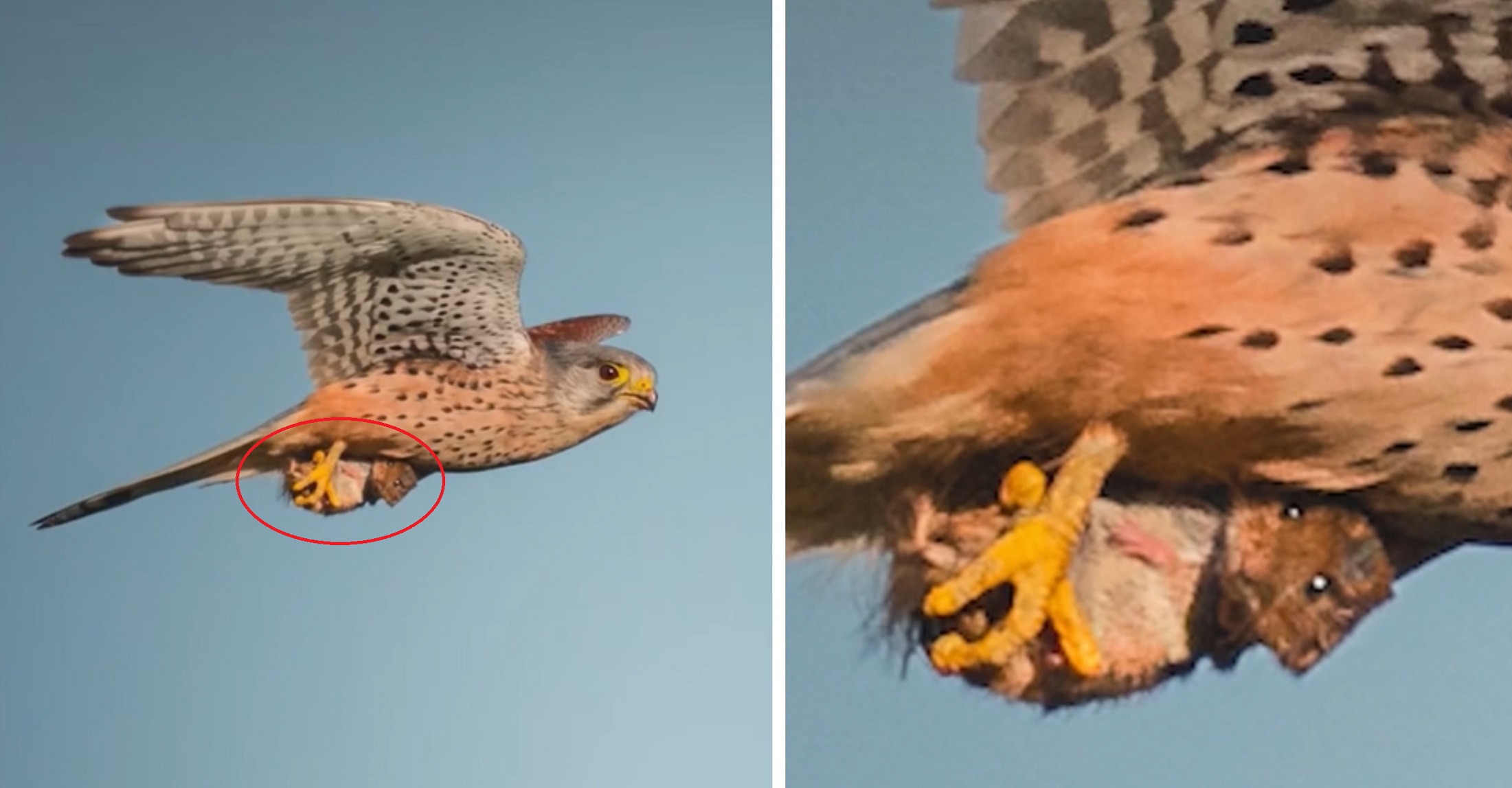 German Photographer Unintentionally Captures a Hunting Kestrel in ...