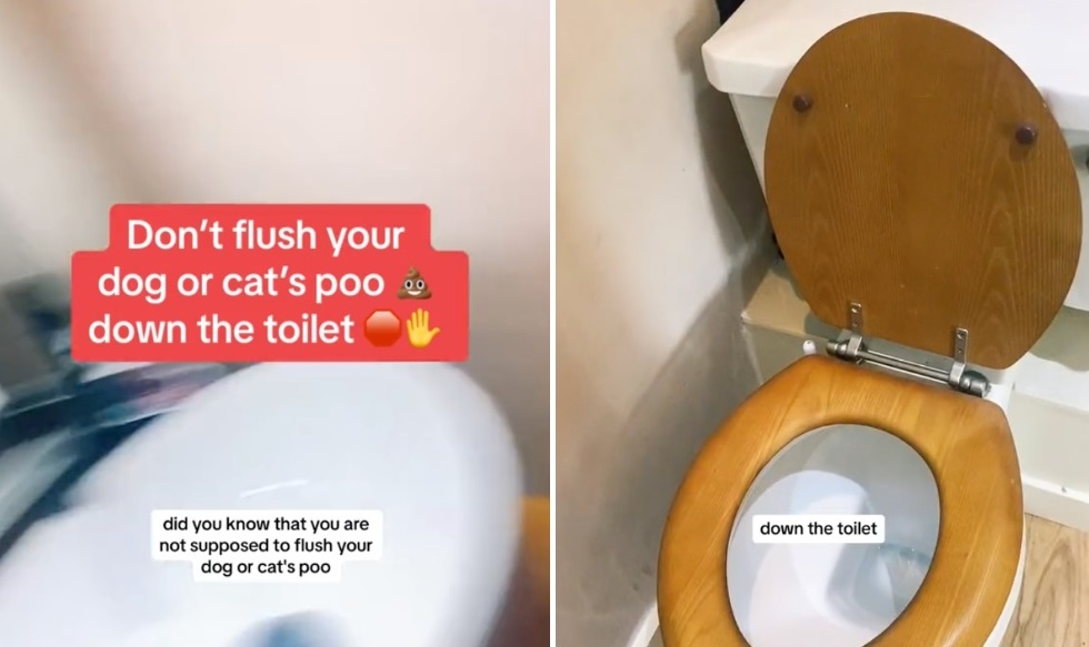 A Veterinarian Warns Never to Flush Pet Feces Down the Toilet Due to ...