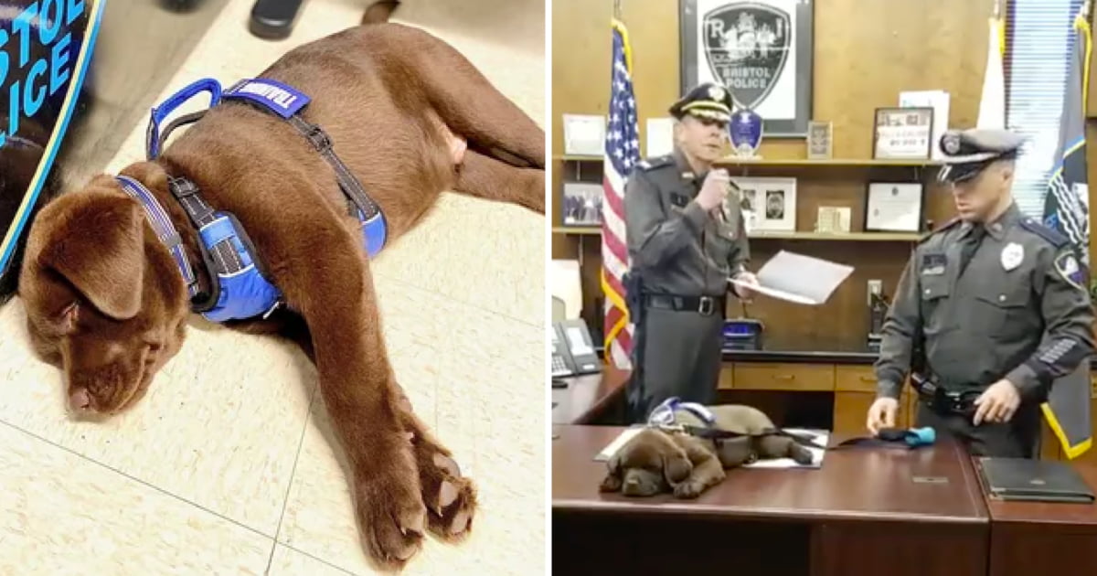 Meet Brody... The Therapy Police Dog Who Slept During the Entire ...