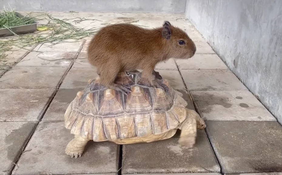 A Baby Capybara Enjoys a Short Ride on a Tortoise’s Back for a Minute ...