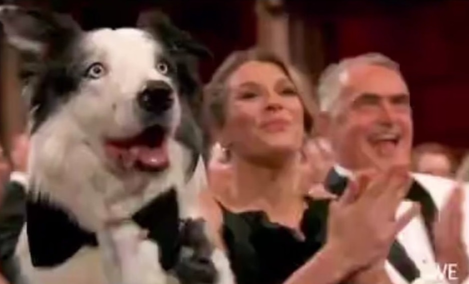 Messi, the Dog from Anatomy of a Fall, is Seen Clapping His Hands While ...