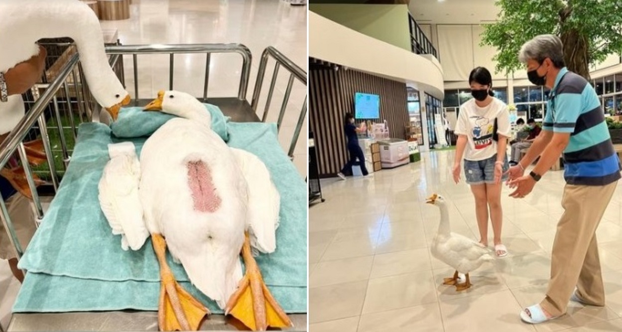 A Goose Underwent Surgery on Her Abdomen, and the Father Stood By Her ...