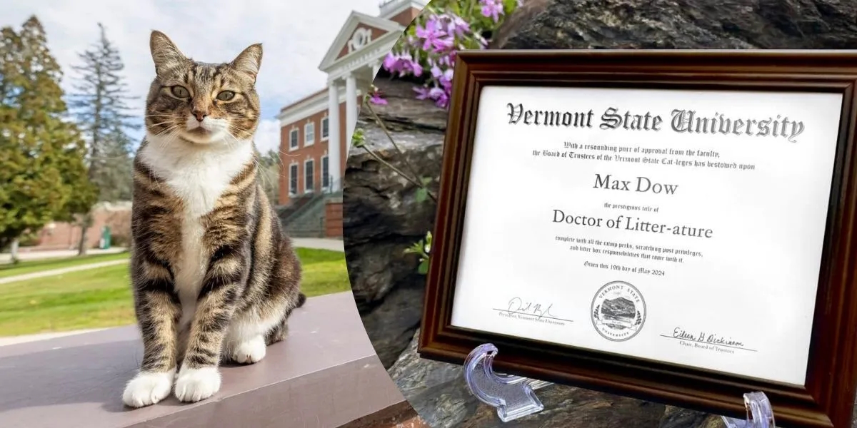 Tabby Cat is Awarded an Honorable Degree at a Prestigious University in ...
