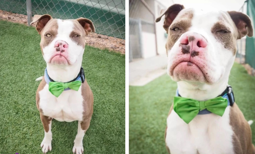 A Grumpy-Looking Pittie Mix Nobody Wanted to Bring Home Finds Forever ...