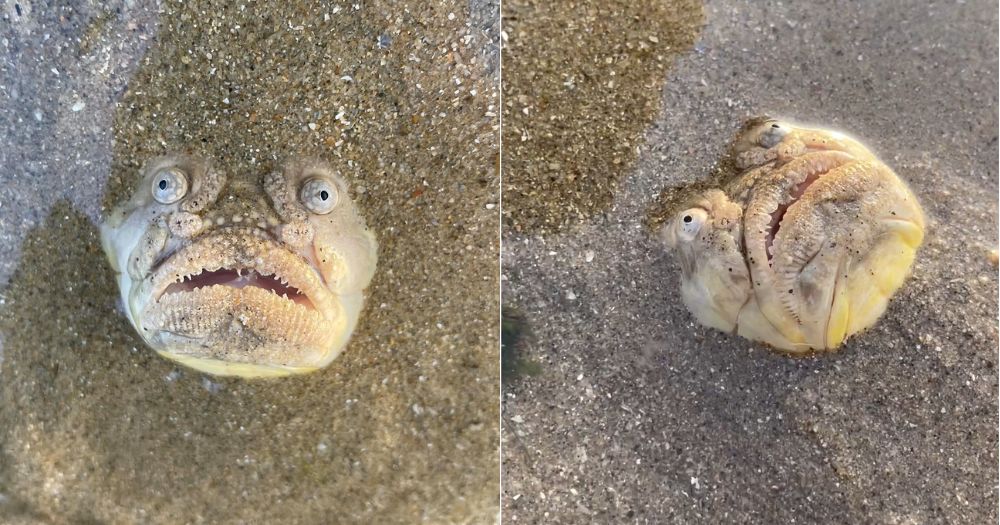 The Face of a Rare Fish Species Found Poking Out of the Sand in a Beach ...