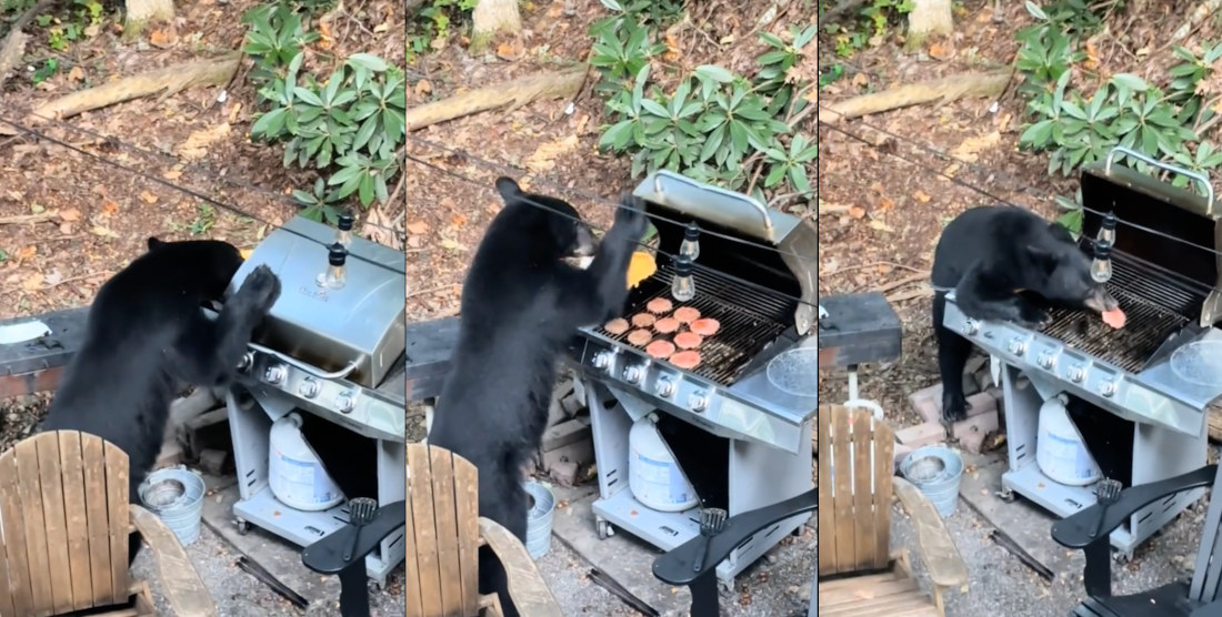 A Black Bear “Steals” 10 Grill-Cooked Hamburgers and a Canned Coca-Cola ...