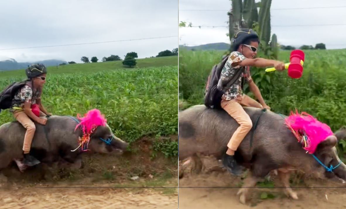 [Video] Nine-year-old boy gets to school by riding a pig - Good Times